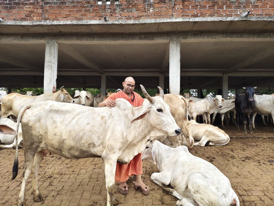This Hariyali Amavasya Help Swami Rameshanand Saraswati Ji Save Gaumata ...